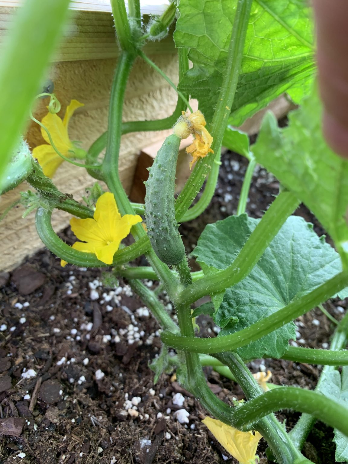 5 Reasons Cucumber and Squash Plants Lack Female Flowers - Okra In My ...