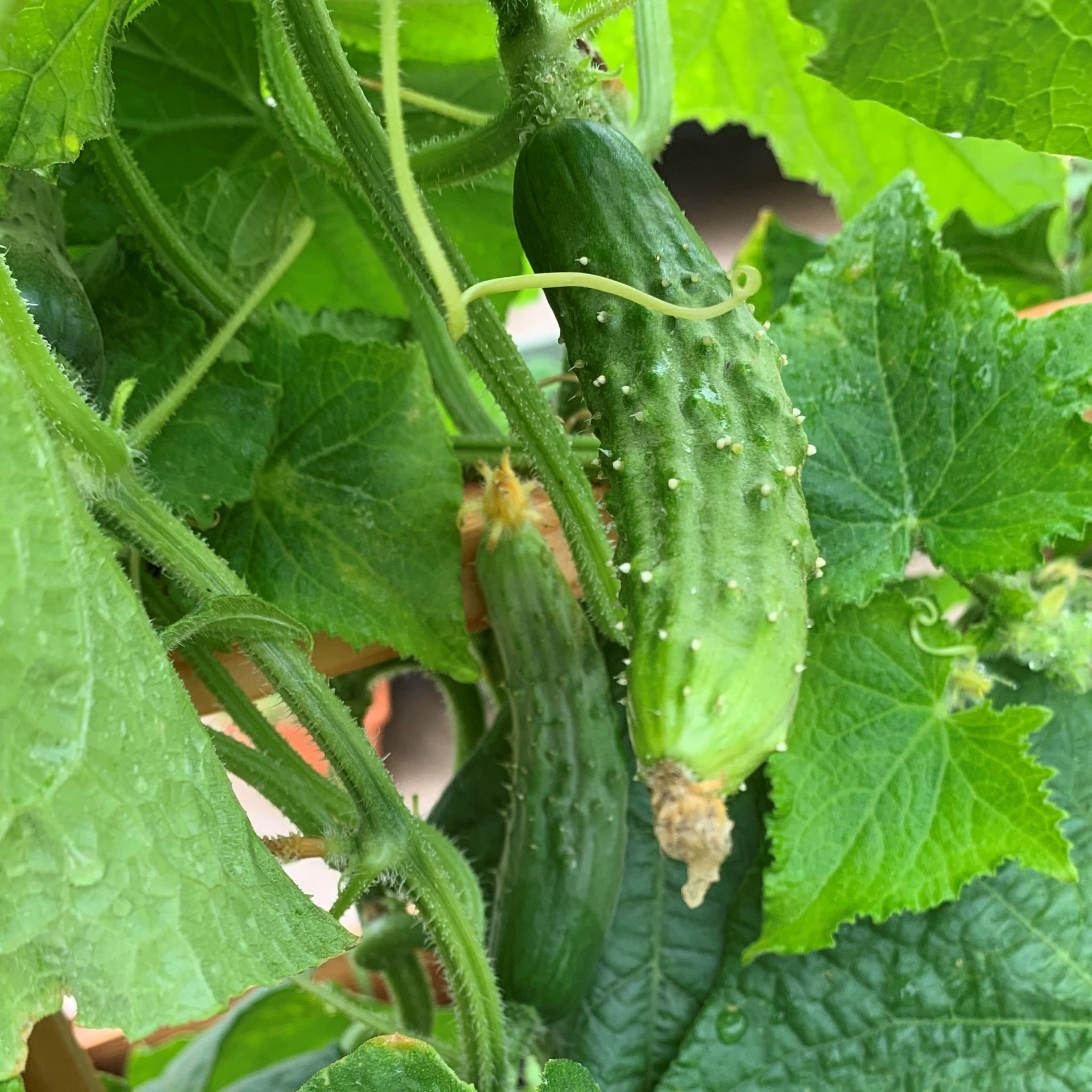 How to Grow the Best Container Garden Cucumbers - Okra In My Garden