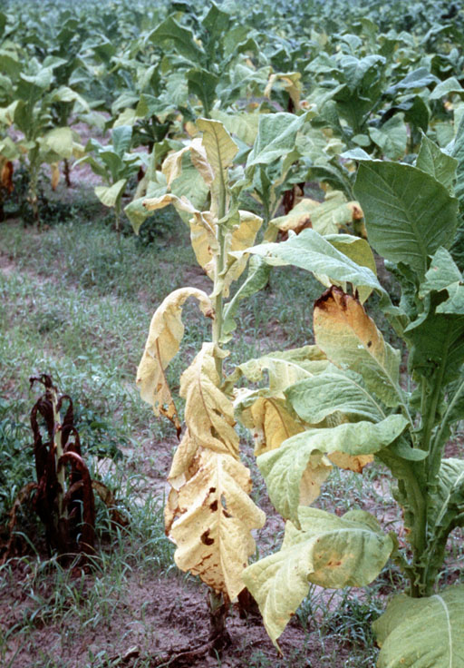 What Is Damping Off Or Fusarium Wilt Okra In My Garden What Is Damping Off Or Fusarium Wilt Okra In My Garden