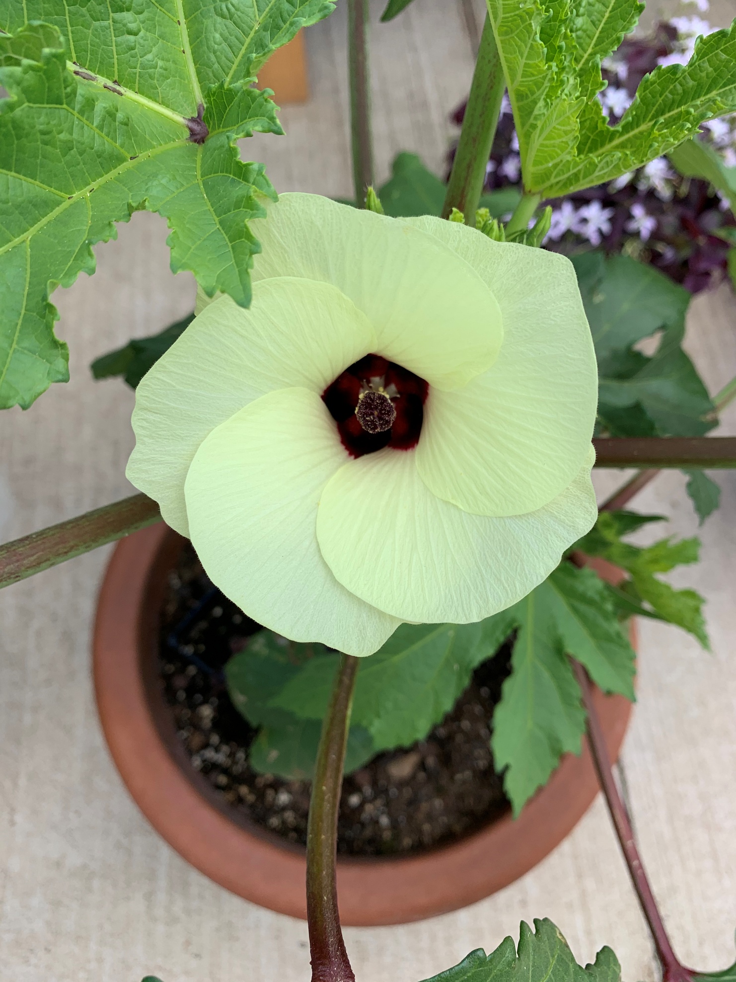 How to Start a Container Garden - Okra In My Garden