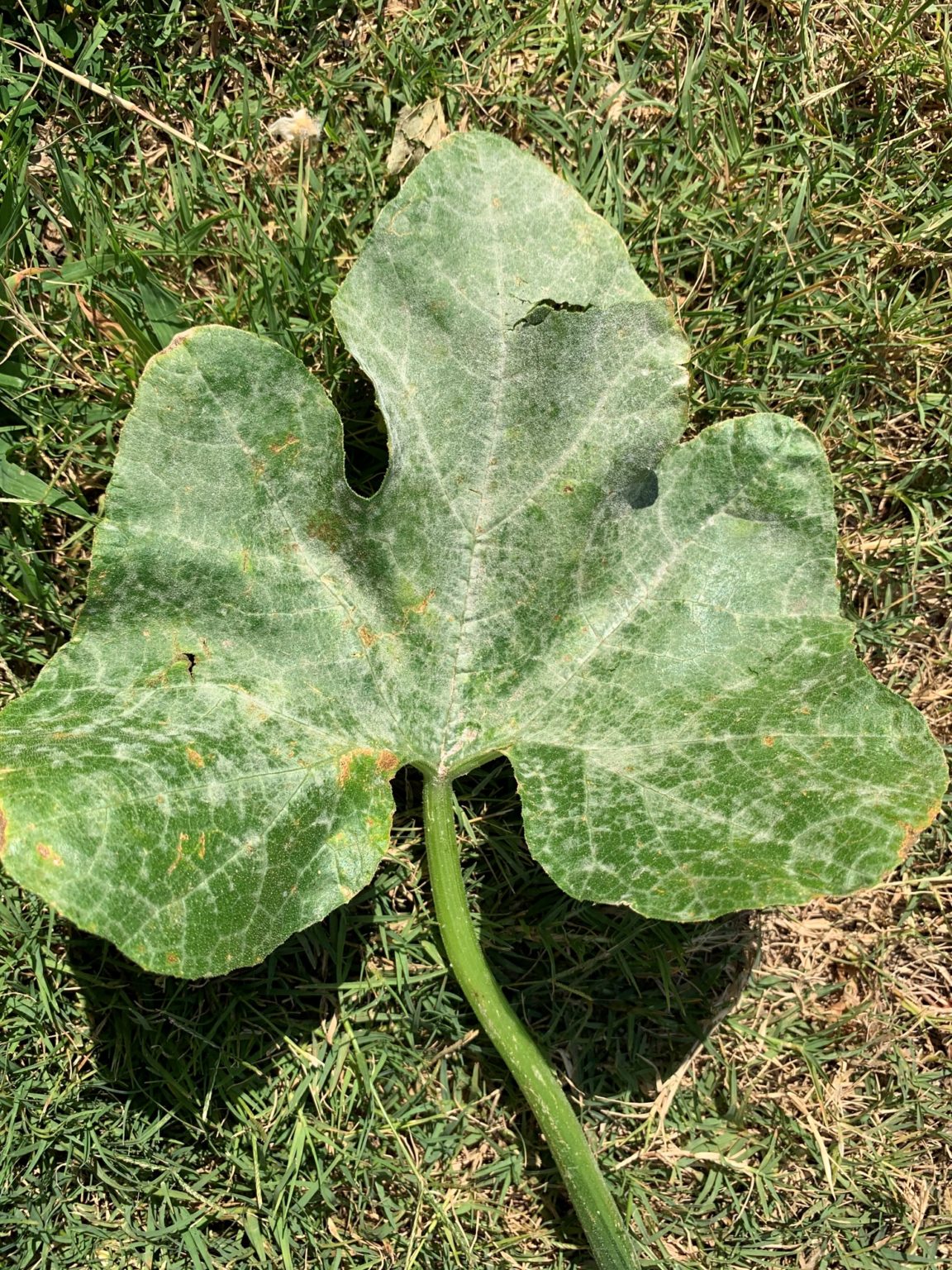Powdery Mildew Prevention and Treatment - Okra In My Garden