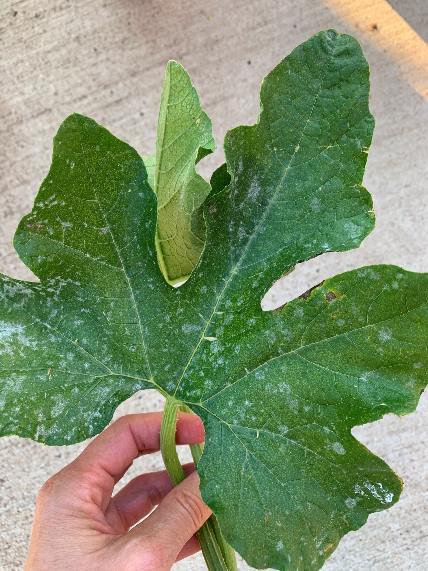 Powdery Mildew Prevention and Treatment - Okra In My Garden