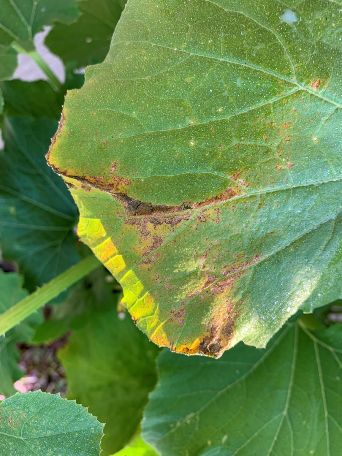 Powdery Mildew Prevention and Treatment - Okra In My Garden