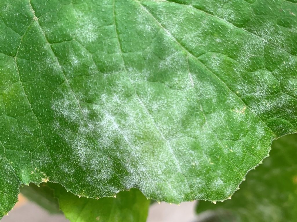 Powdery Mildew Prevention and Treatment - Okra In My Garden