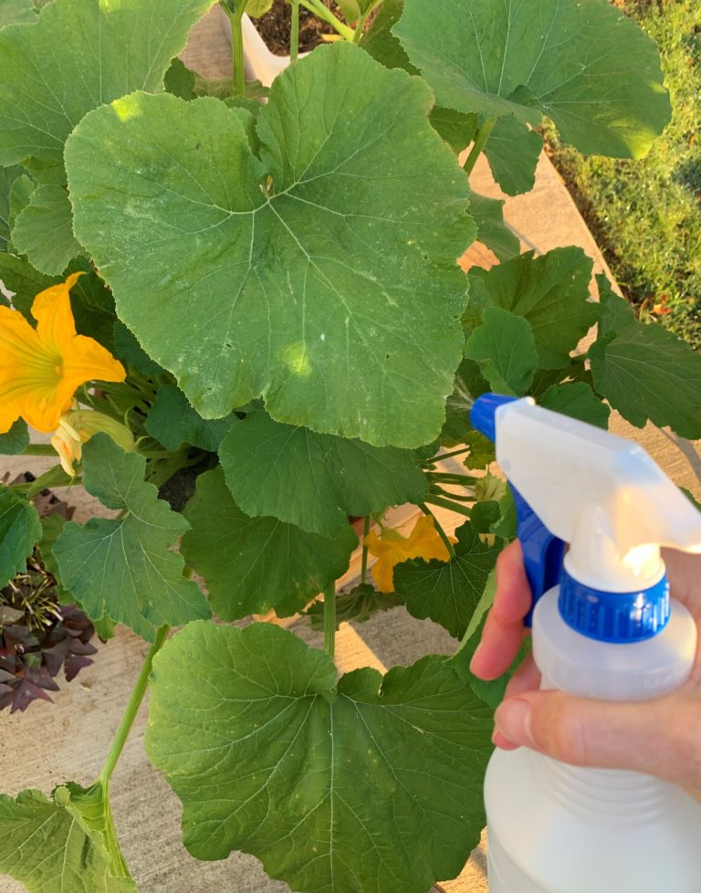 Powdery Mildew Prevention and Treatment - Okra In My Garden