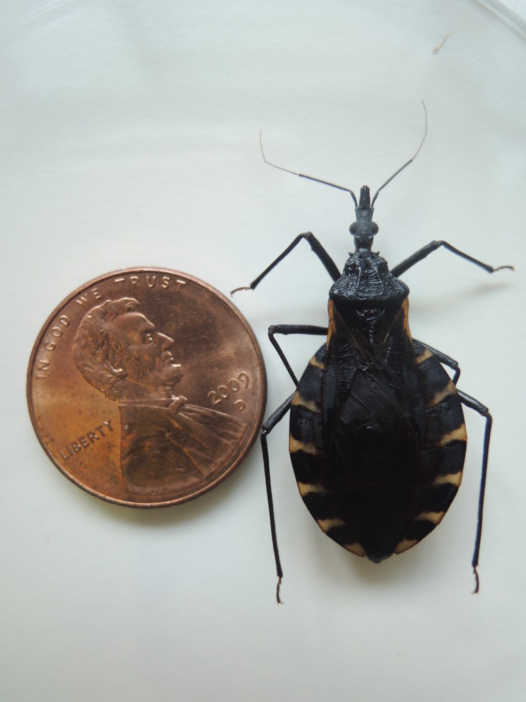 6 Ways to Get Rid of Squash Bugs Organically - Okra In My Garden