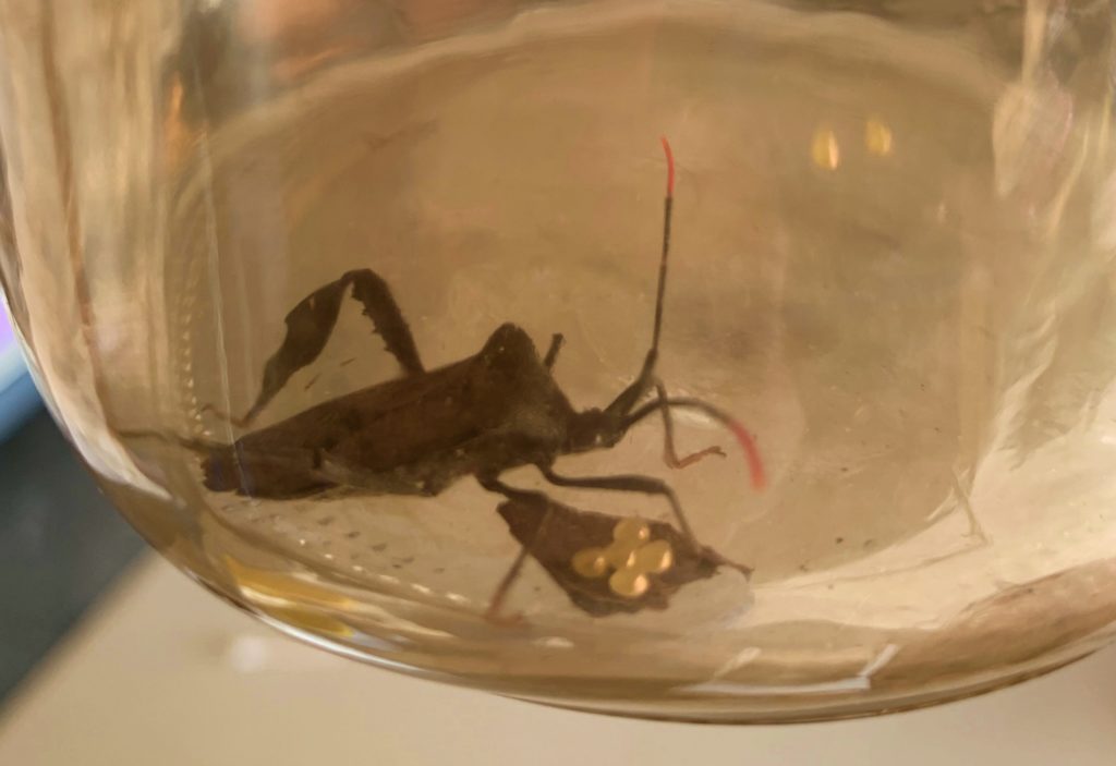 How to Identify and Control Leaf-footed Bugs - Okra In My Garden