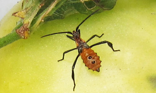 How to Identify and Control Leaf-footed Bugs - Okra In My Garden