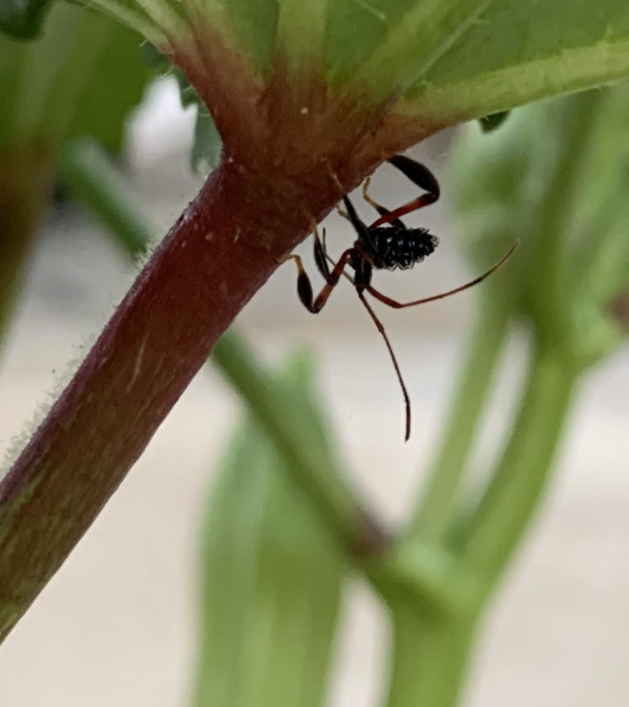 How to Identify and Control Leaf-footed Bugs - Okra In My Garden