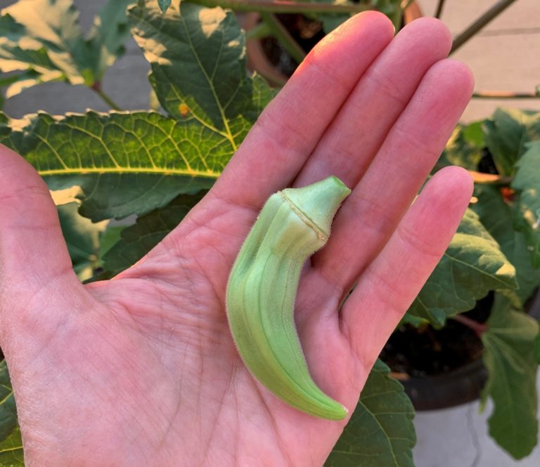 What Causes Okra Pods to Curl? - Okra In My Garden