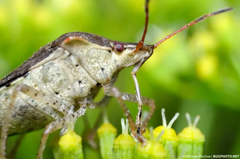 What Causes Okra Pods to Curl? - Okra In My Garden