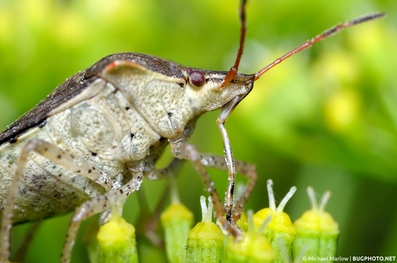 What Causes Okra Pods to Curl? - Okra In My Garden