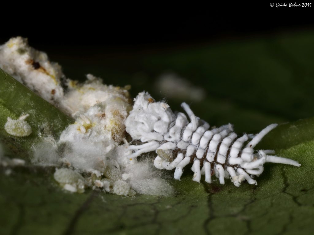 Mealybug or Mealybug Destroyer Larva? - Okra In My Garden