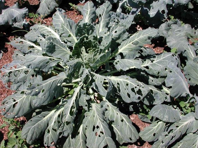 Cabbage Loopers and How to Get Rid of Them - Okra In My Garden