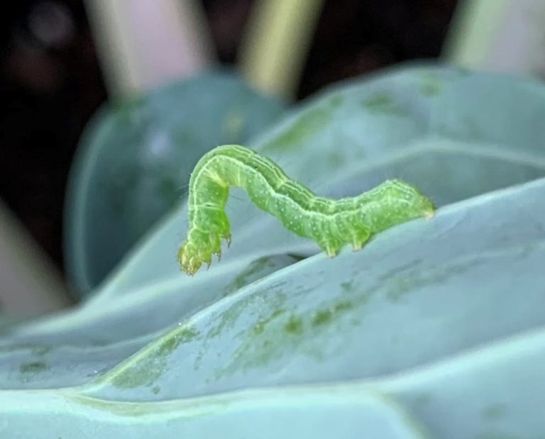 Cabbage Loopers and How to Get Rid of Them - Okra In My Garden