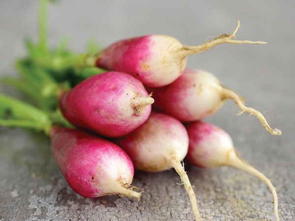 How to Grow Radishes - Okra In My Garden