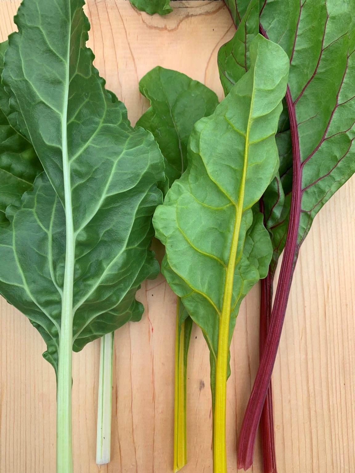 How to Grow Swiss Chard – Okra In My Garden