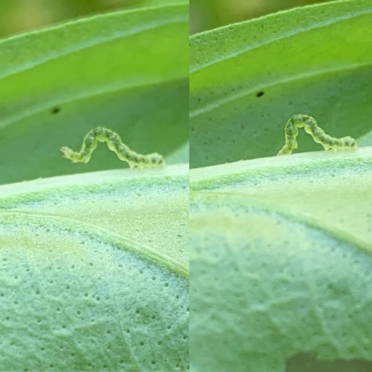 Cabbage Loopers and How to Get Rid of Them - Okra In My Garden