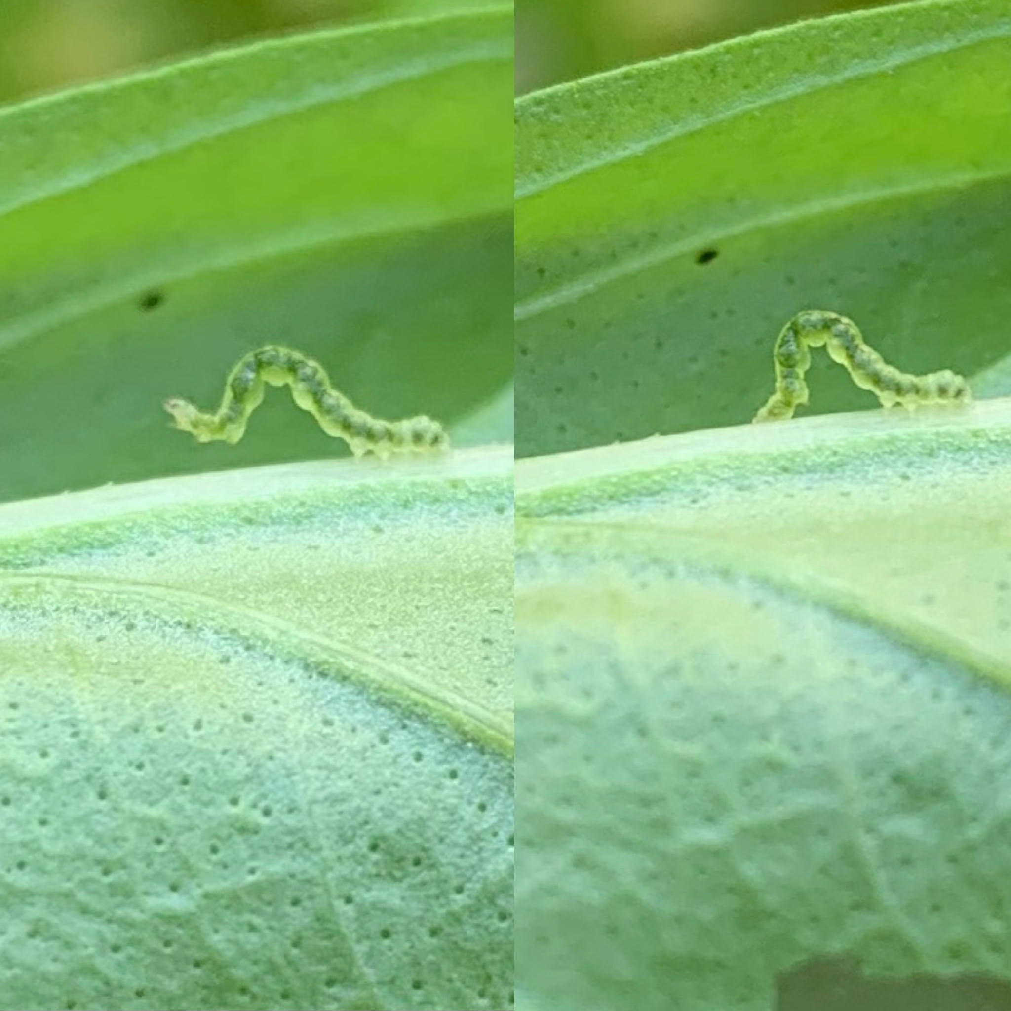 Cabbage Loopers and How to Get Rid of Them - Okra In My Garden