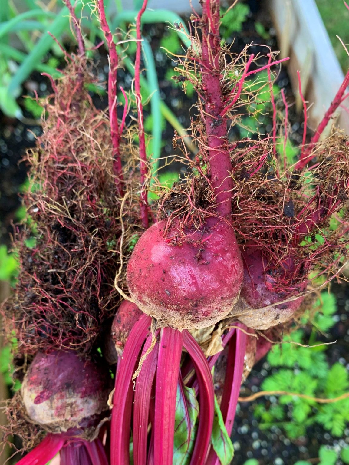 How to Grow Glorious Beets - Okra In My Garden