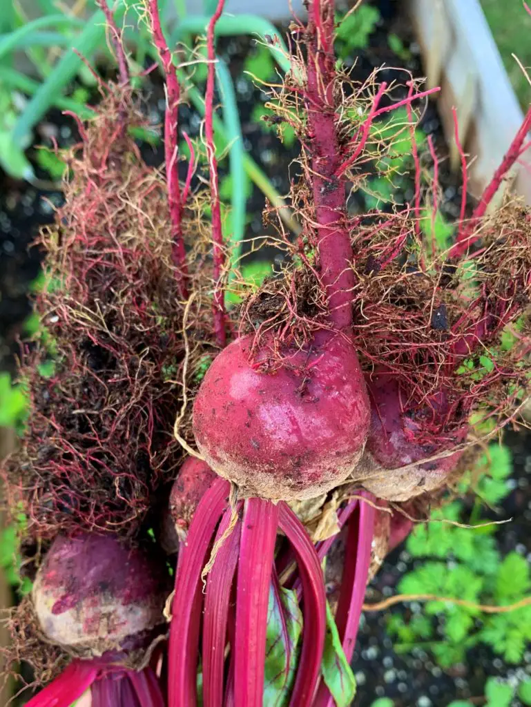 How to Grow Glorious Beets - Okra In My Garden