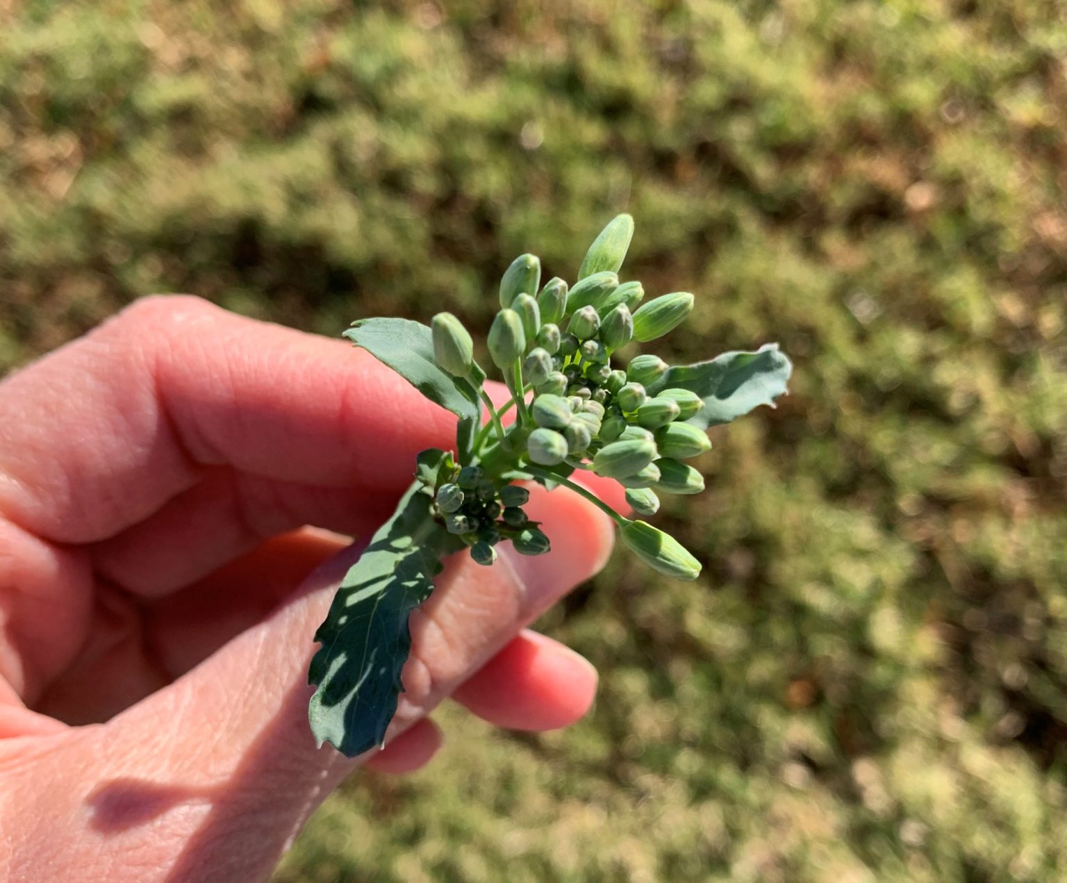 3 Reasons Why Broccoli Bolts Before Harvest – Okra In My Garden