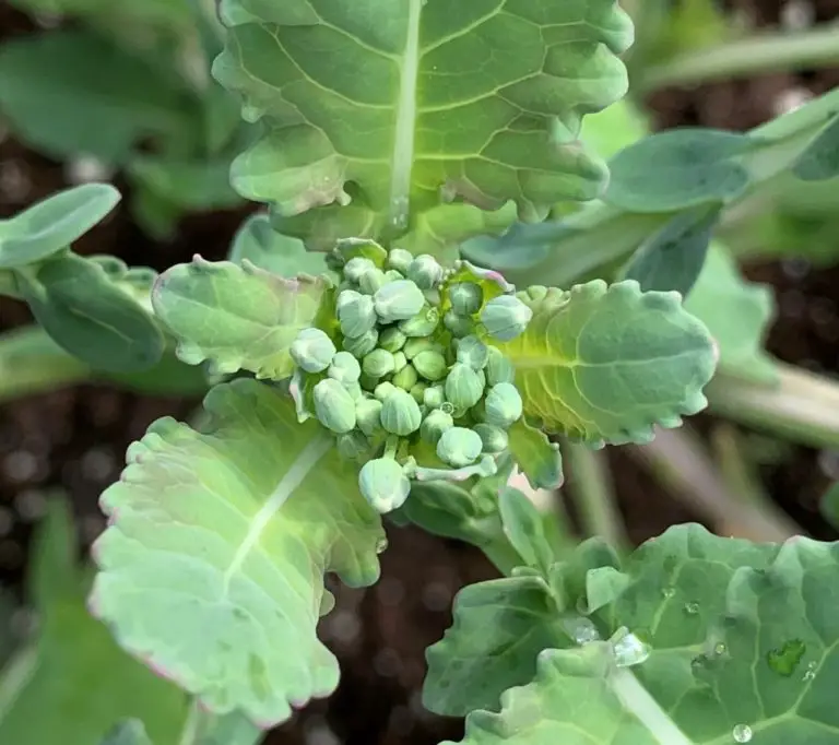 3 Reasons Why Broccoli Bolts Before Harvest – Okra In My Garden