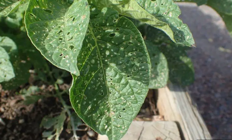 Flea Beetles: How to Identify and Treat Organically - Okra In My Garden