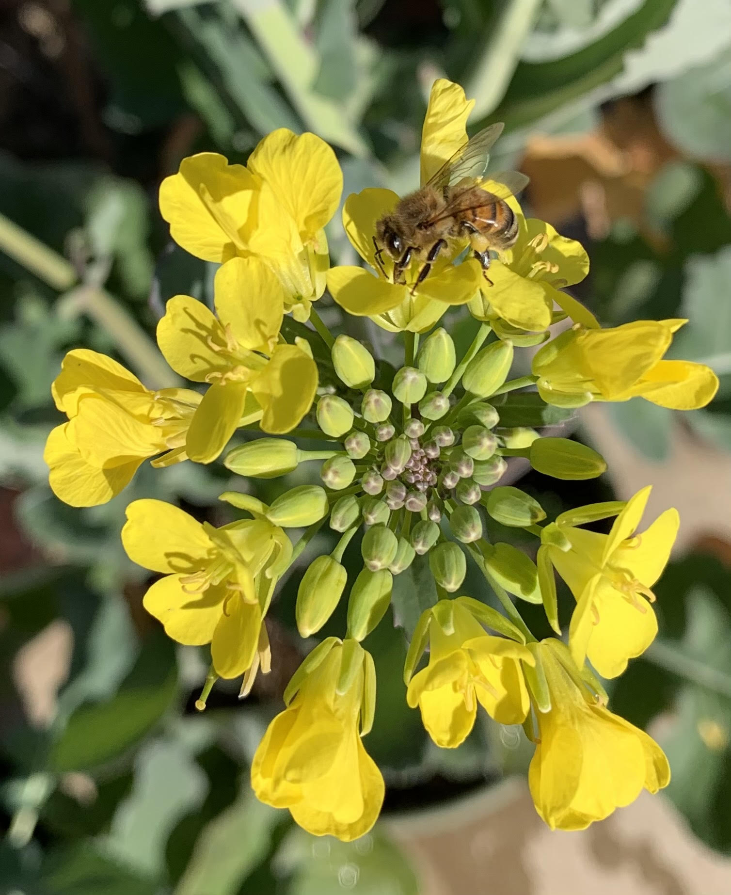 How to Grow Beautiful Broccoli - Okra In My Garden