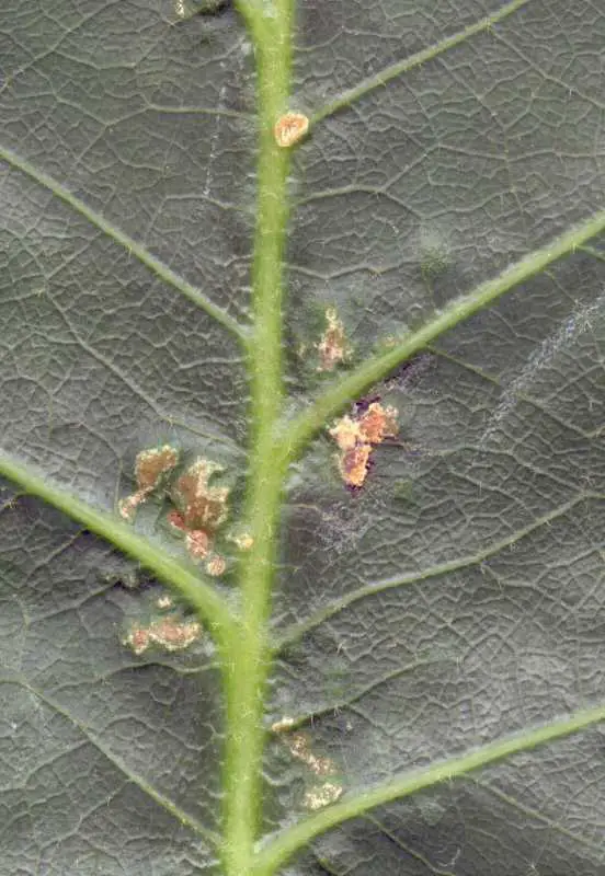 Plant Edema: Causes, Symptoms, and Treatment - Okra In My Garden