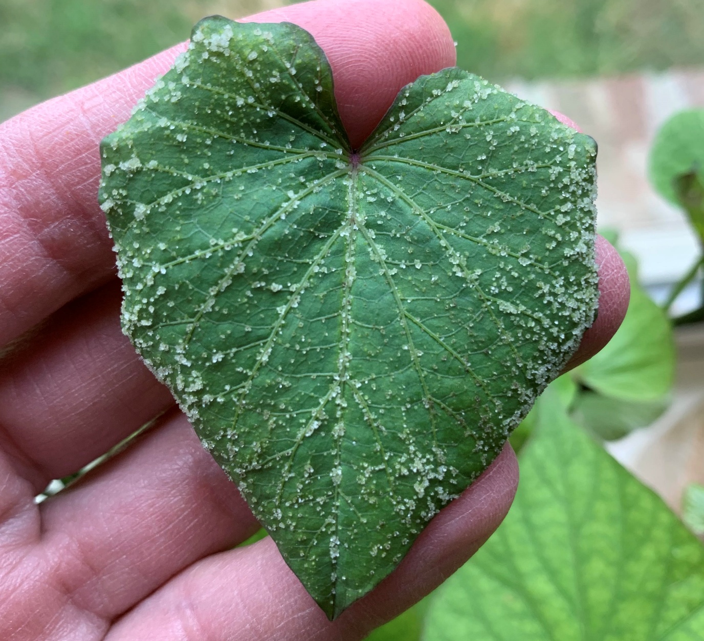 Plant Edema: Causes, Symptoms, and Treatment - Okra In My Garden