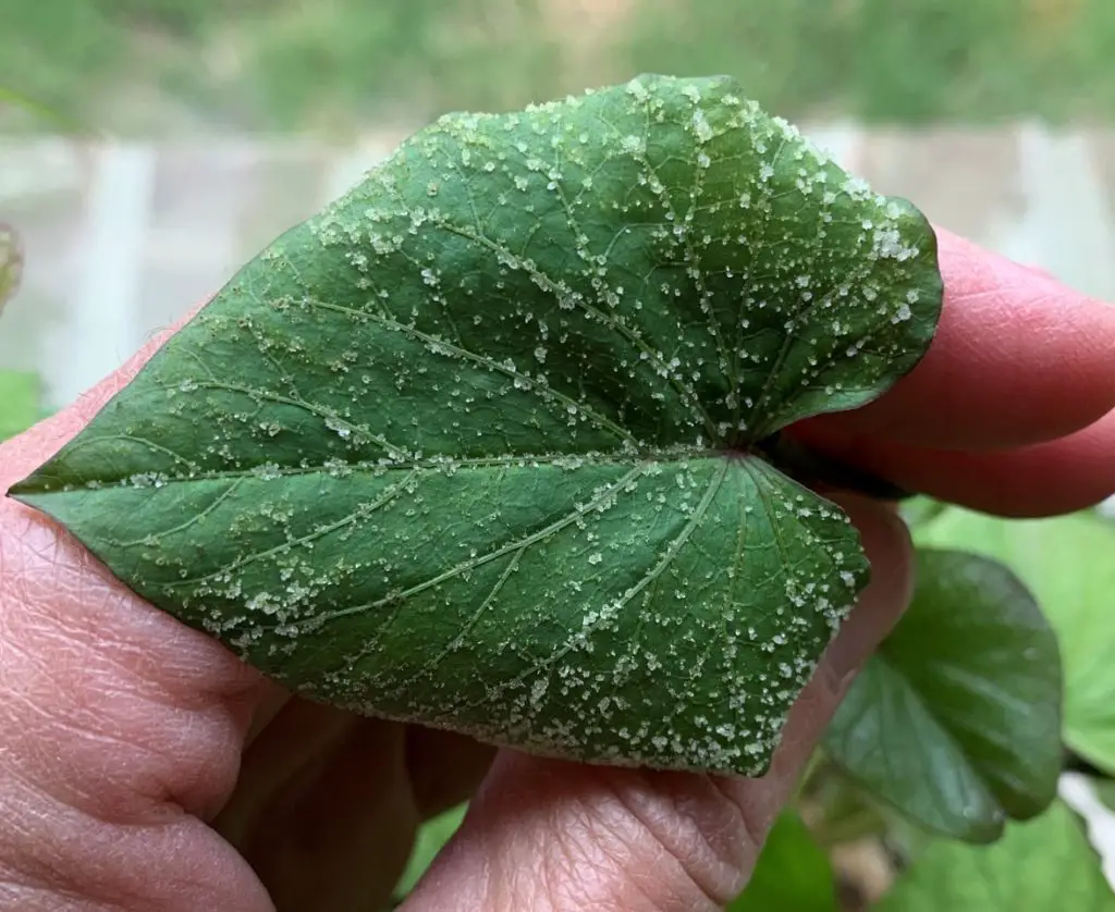 Plant Edema: Causes, Symptoms, and Treatment - Okra In My Garden