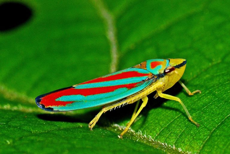 Leafhoppers: How to Identify and Treat Organically - Okra In My Garden