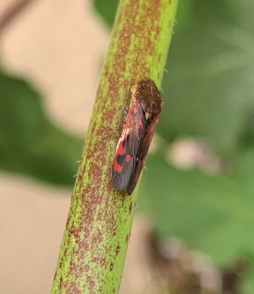 Leafhoppers: How to Identify and Treat Organically - Okra In My Garden