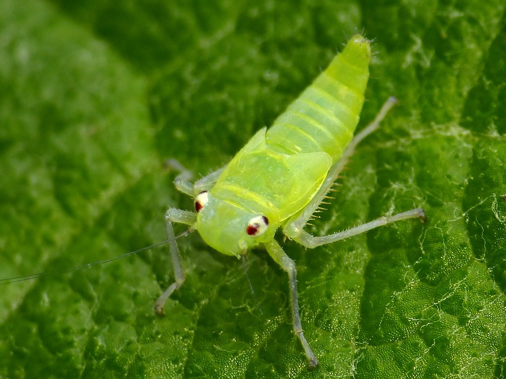 Leafhoppers: How to Identify and Treat Organically - Okra In My Garden