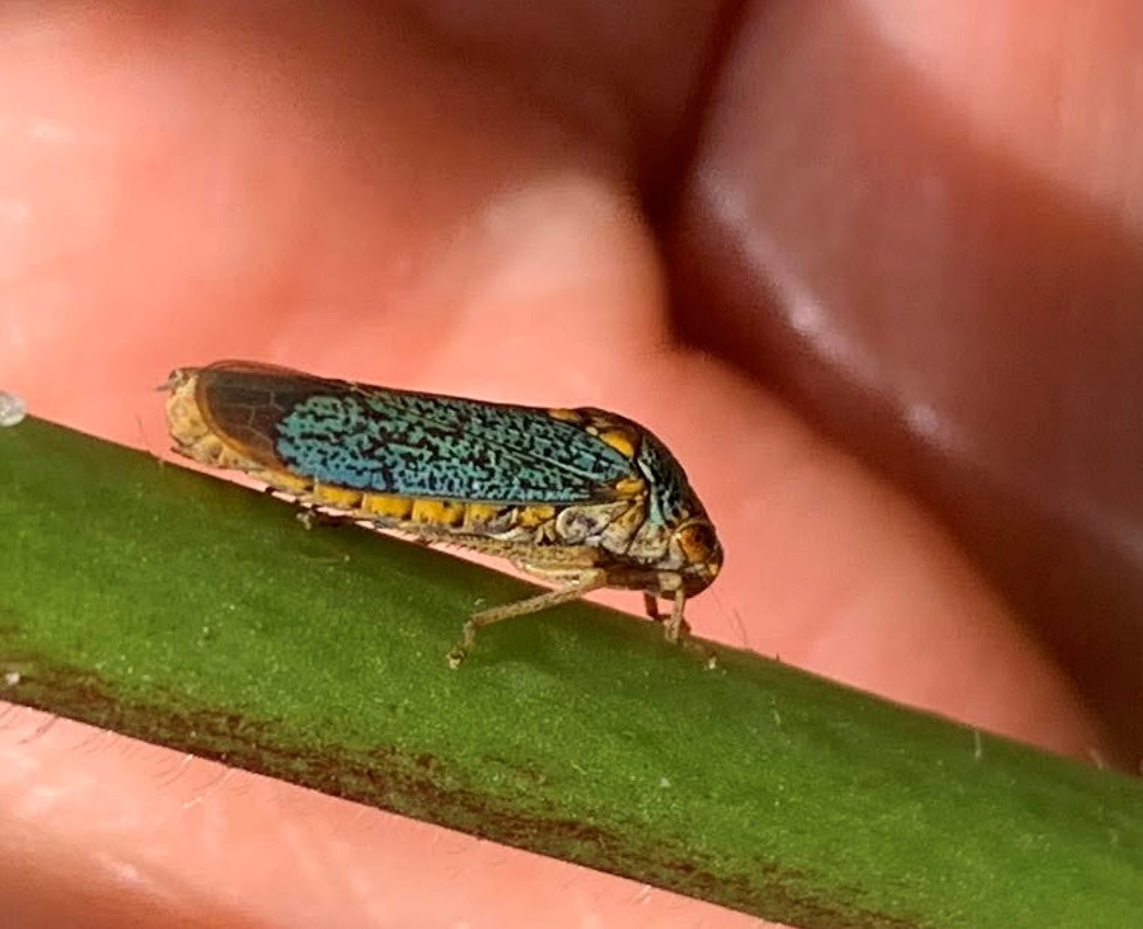 Leafhoppers: How to Identify and Treat Organically - Okra In My Garden