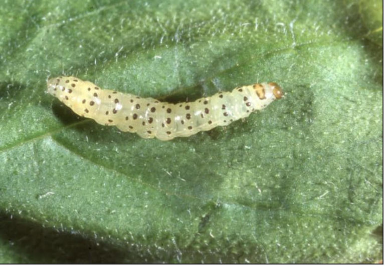 How to Protect Cucurbits From Pickleworms - Okra In My Garden