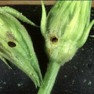How to Protect Cucurbits From Pickleworms - Okra In My Garden
