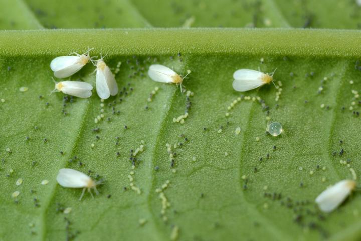 Whiteflies: How to Get Rid of This Garden Pest - Okra In My Garden