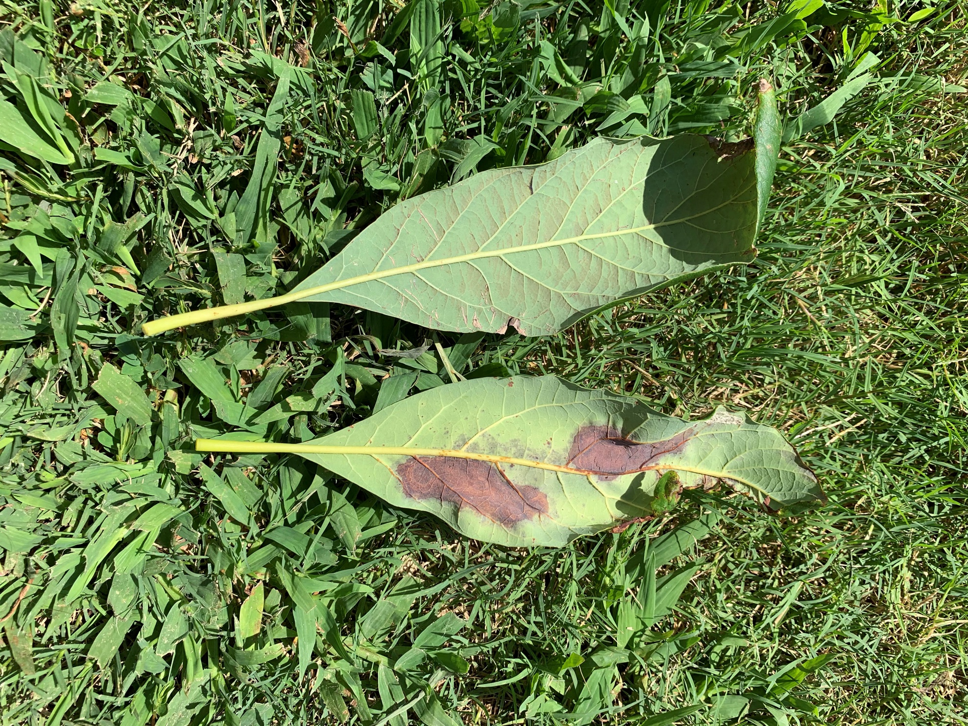 How to Treat Black Sooty Mold - Okra In My Garden