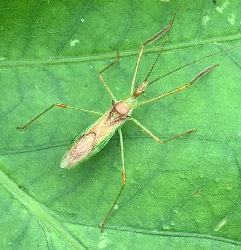 Assassin Bugs: The Garden Predators - Okra In My Garden