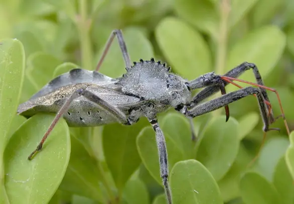 Assassin Bugs: The Garden Predators - Okra In My Garden