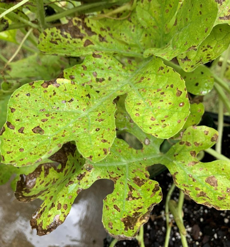 Downy Mildew: How to Identify, Treat, and Prevent It - Okra In My Garden