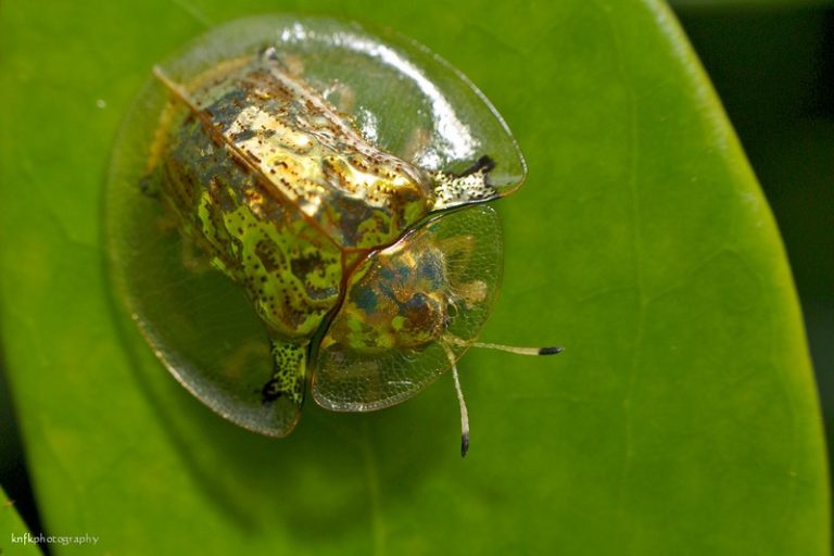 The Fascinating Golden Tortoise Beetle - Okra In My Garden