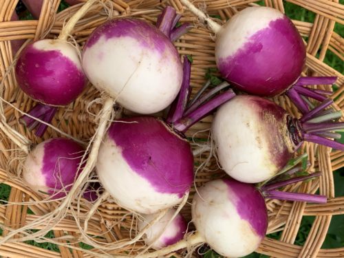 How to Grow Turnips in Beds or Containers - Okra In My Garden