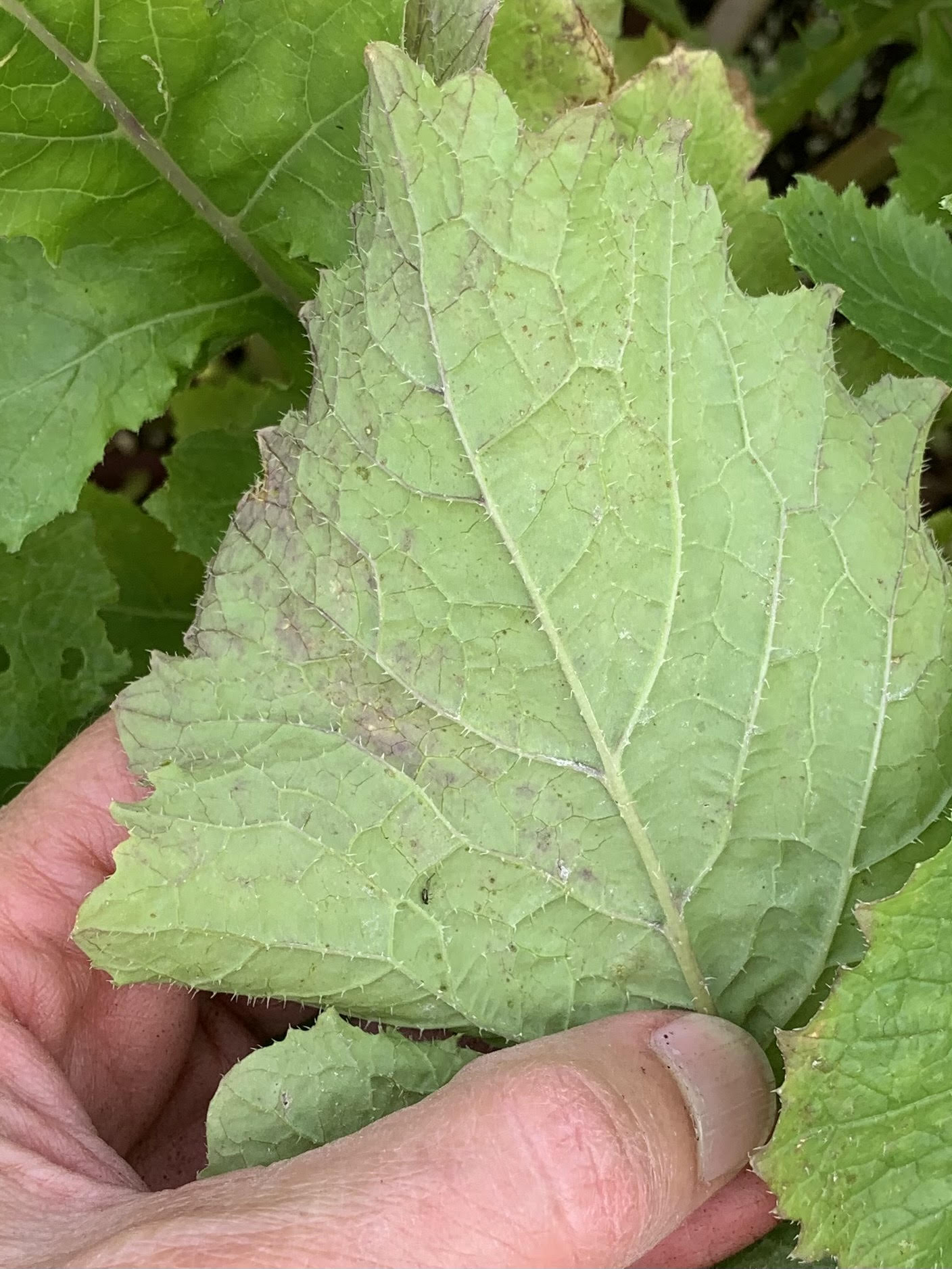 How to Grow Turnips in Beds or Containers - Okra In My Garden