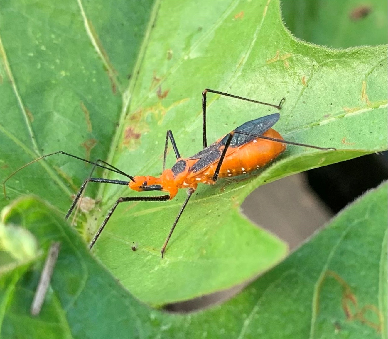 Assassin Bugs: The Garden Predators - Okra In My Garden