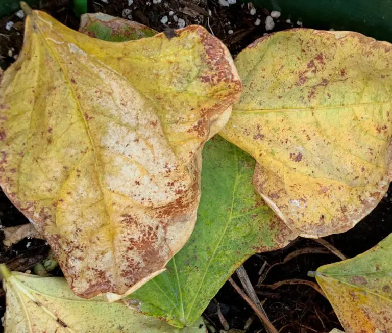 Bean Rust: How to Identify, Treat, and Prevent It - Okra In My Garden