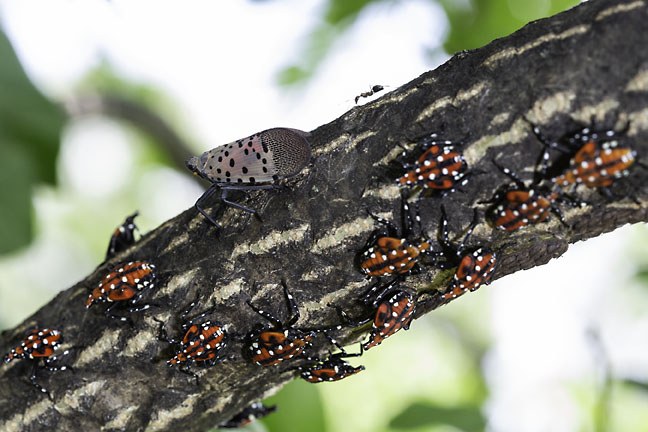 The Invasive Spotted Lanternfly - Okra In My Garden