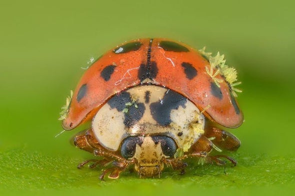 Can Ladybugs Contract A Sexually Transmitted Disease? - Okra In My Garden